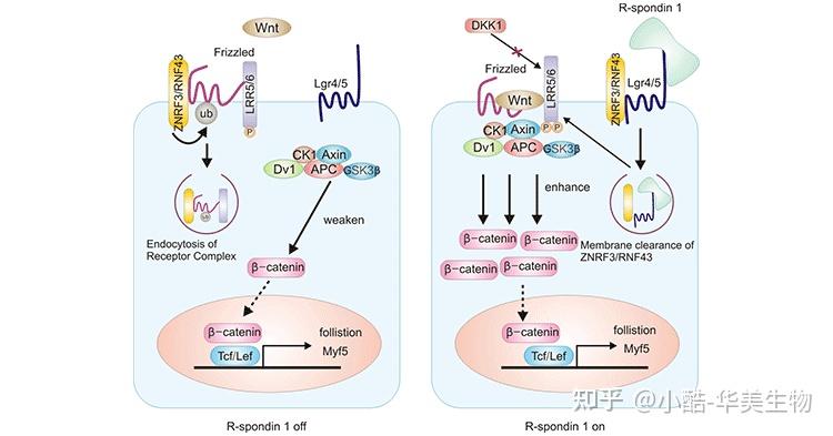 RSPO1: 决定“性别之战”的关键因子，在类器官培养中“备受青睐”？ - 知乎