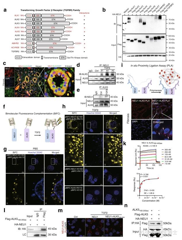 收藏！一文全方位了解双分子荧光互补（BiFC）技术 - 知乎