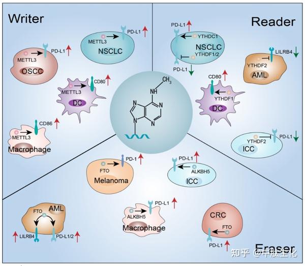 Molecular Cancer: m6A为靶点的修饰可以提高免疫检查点治疗 - 知乎
