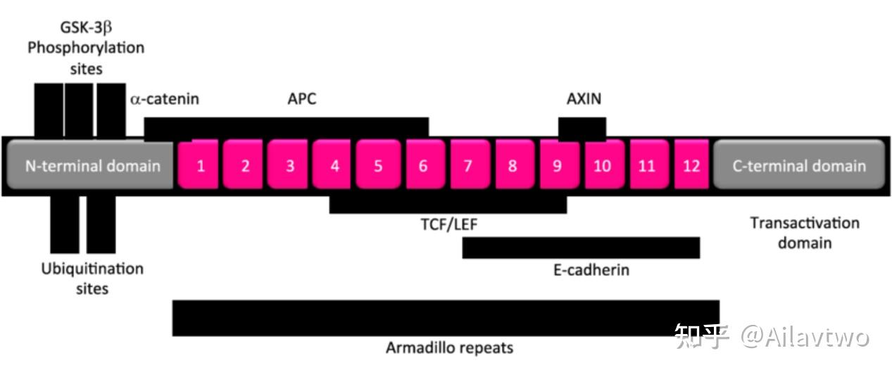 Wnt/β-catenin signaling - 知乎