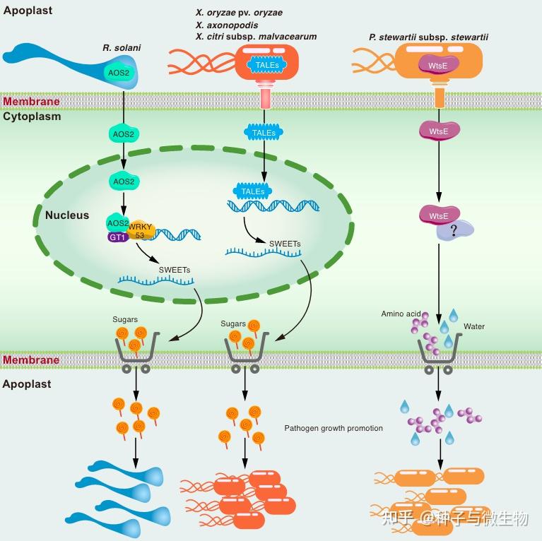 FEMS Microbiology Reviews｜病原菌效应蛋白操纵植物代谢及微生物组 - 知乎