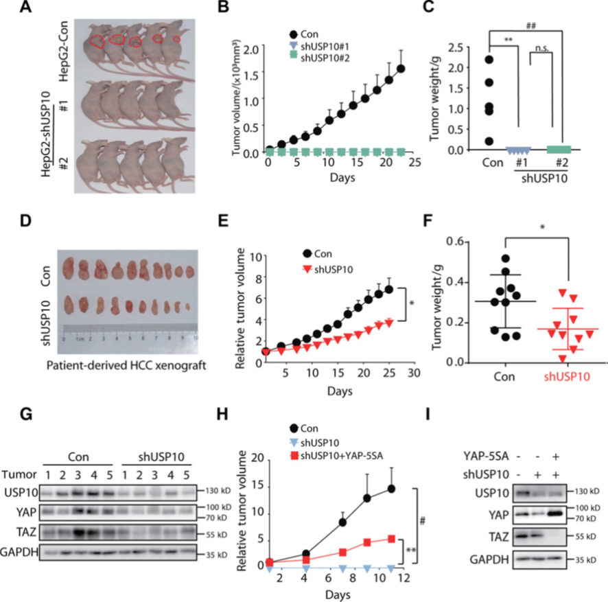 USP10通过去泛素化和稳定YAP/TAZ促进肝细胞癌的增殖 - 知乎
