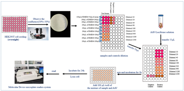 生物分析 | 基因治疗看AAV大展宏图 - 知乎
