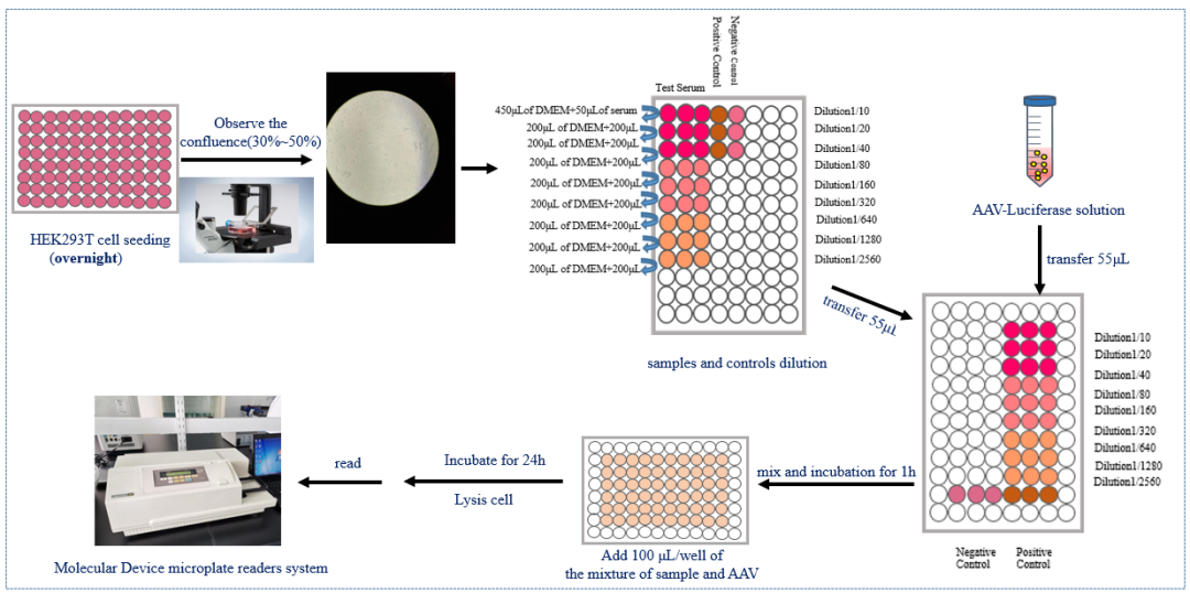 生物分析 | 基因治疗看AAV大展宏图 - 知乎