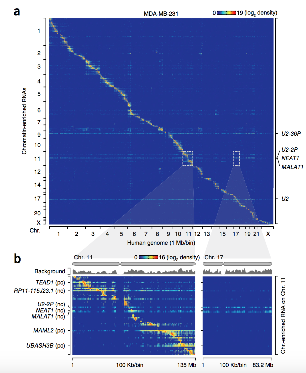 3D 基因组领域的重要进展：GRID-Seq 探索DNA-RNA的相互作用 - 知乎