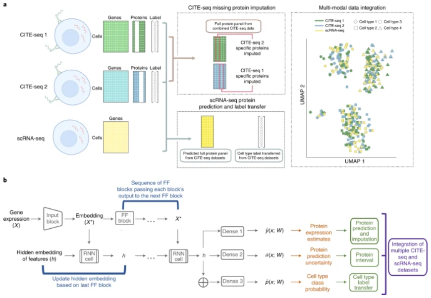 一种多用途深度学习方法，用于CITE-seq和单细胞RNA-seq数据与细胞表面蛋白预测和插补的集成 - 知乎