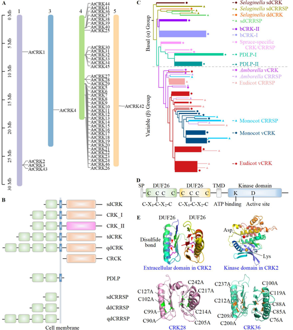 Trends in Plant Science发表封面故事，系统总结类受体激酶CRK的功能 - 知乎
