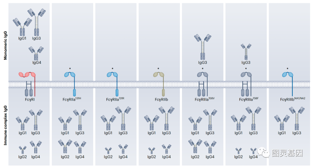 Nat Immu | 翻译后修饰和亚类对IgG活性的影响：从免疫到免疫治疗 - 知乎