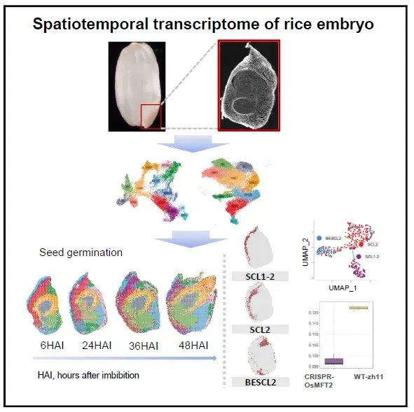 Developmental Cell封面 | Stereo-seq助力绘制水稻种胚单细胞分辨率空间转录组图谱 - 知乎