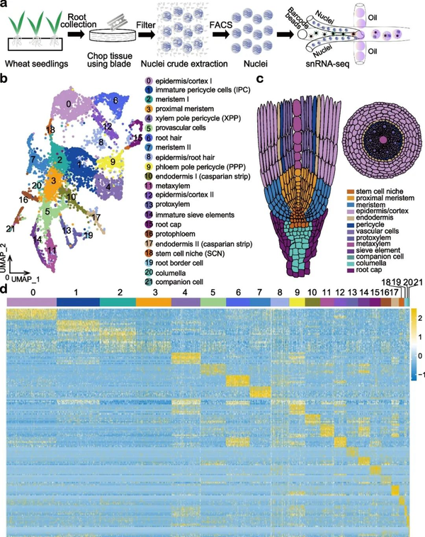 项目文章 | Genome Biology （IF: 17.902）单细胞多组学助力于面包小麦根的不对称基因转录研究 - 知乎