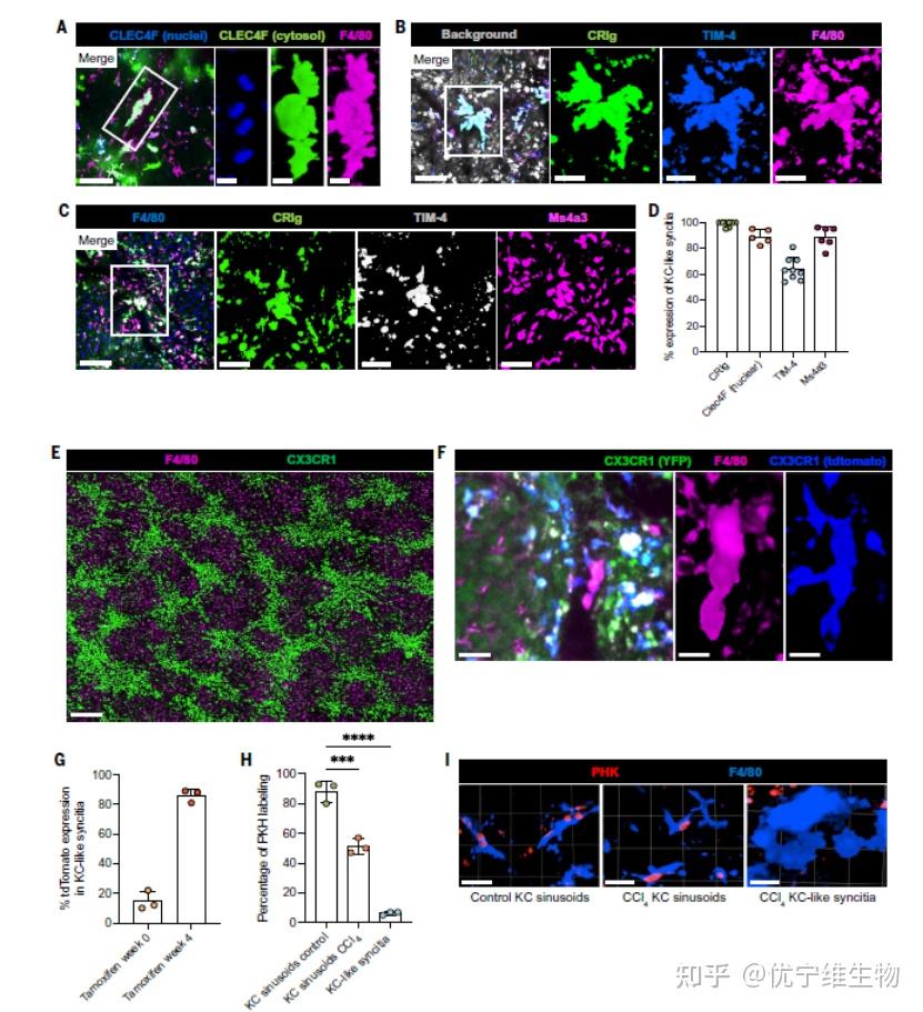 [IF: 56.9] Science揭示巨噬细胞Kupffer的新帮手，原来竟是他？！ - 知乎