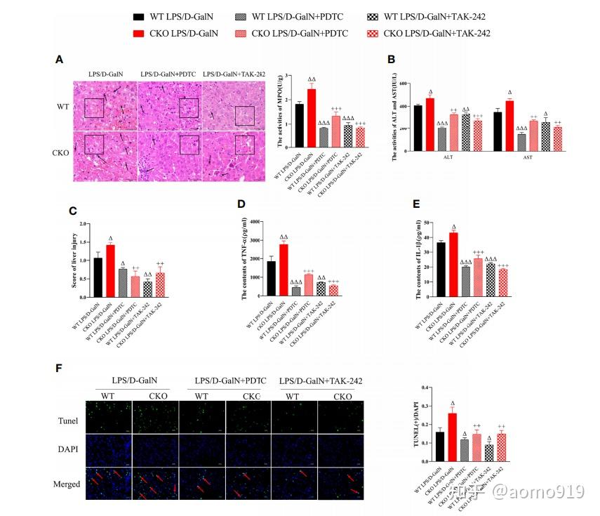 AbMole科研-敲除磷脂酰乙醇胺结合蛋白4加重LPS/ D-GaIN诱导ALI - 知乎