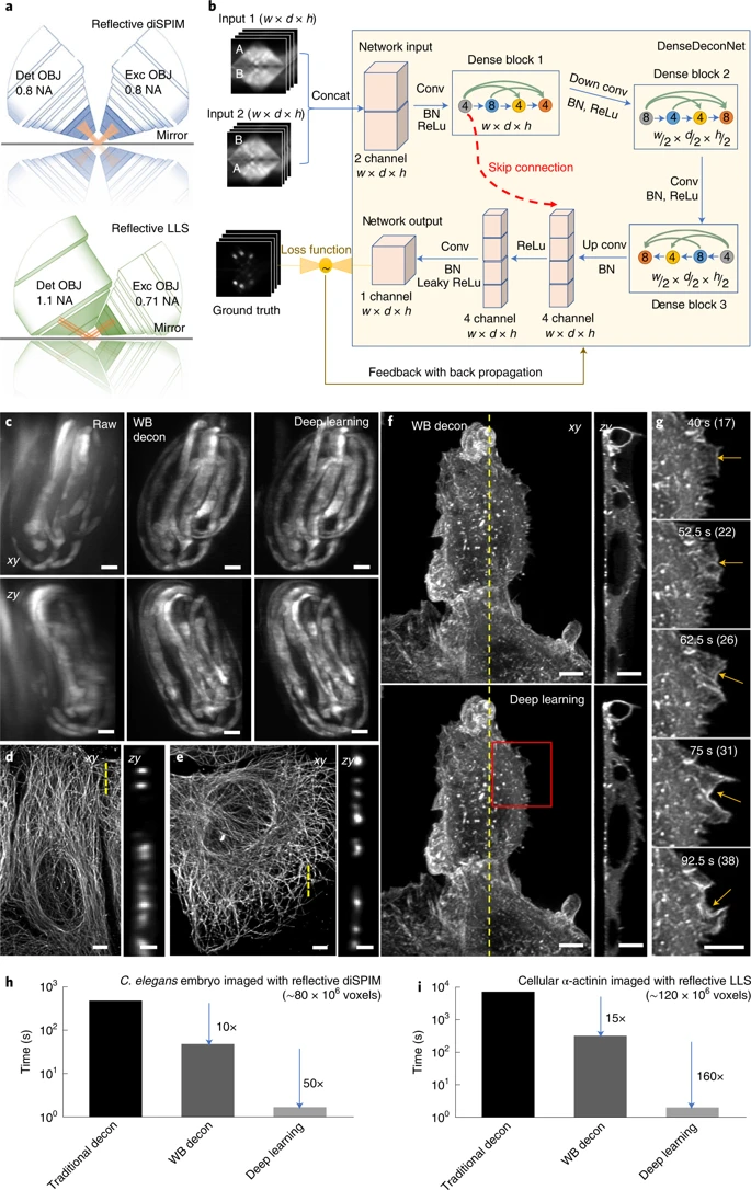 荧光显微镜图像去卷积和多图融合技术，提升荧光显微镜成像效率数千倍 - 知乎