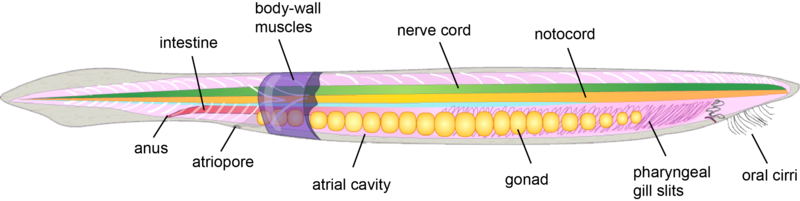 图说神经系统(Nervous system)·脊椎动物 - 知乎