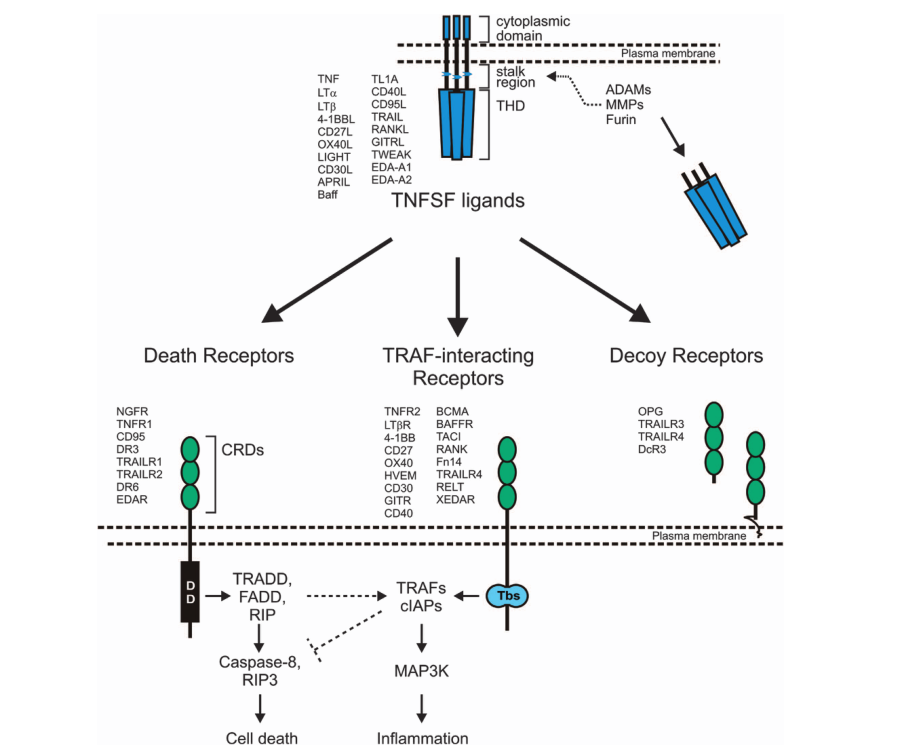 TNFR家族激动型抗体展现更安全、更强大的激动活性而不依赖于FcγR的策略 - 知乎