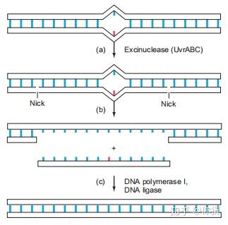 分子生物学 | DNA损伤与修复 - 知乎