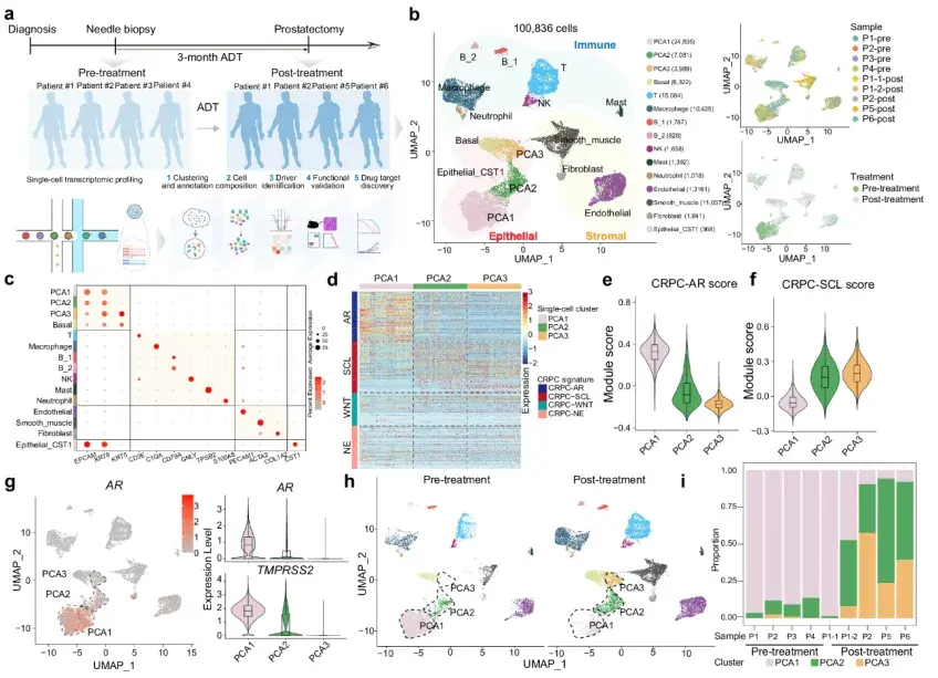 时空日报 | Cell Res：LKB1失活可促进前列腺癌表观遗传重塑诱导的谱系可塑性和抗雄激素抵抗 - 知乎