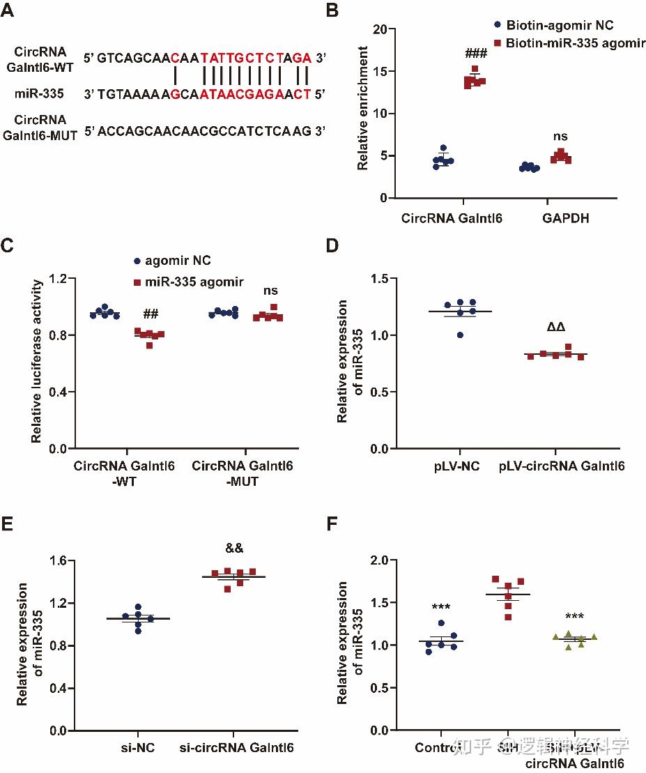 Redox Biol—杜东书/张帅团队揭示RVLM 环状RNA Galntl6通过miR-335/Lig3轴调控应激性高血压机制 - 知乎