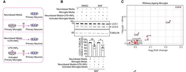 活化小胶质细胞以非细胞自主方式抑制神经元自噬参与神经退行病变 - 知乎