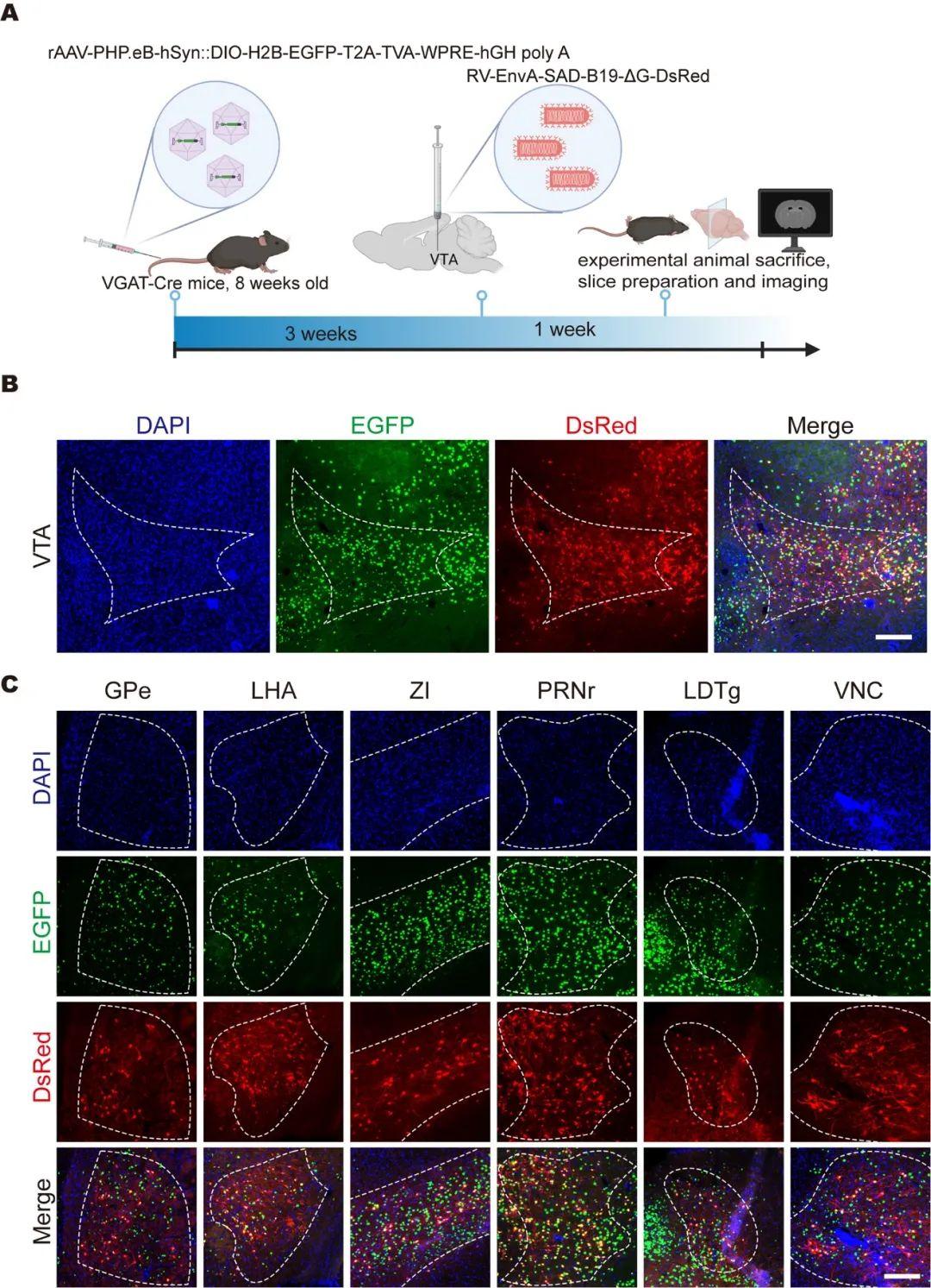 小布解读| 跨血脑屏障AAV辅助RV-ΔG实现全脑尺度特异性逆行标记和跨多级示踪 - 知乎