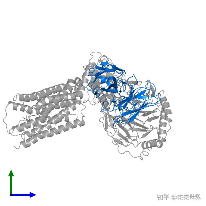 Single-Chain Fragment Variable (ScFv) - 知乎