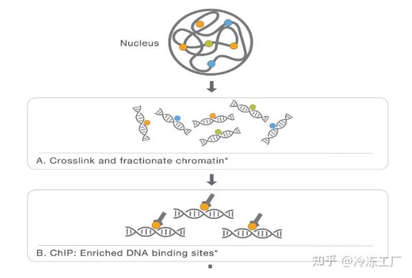 ChIP-seq 分析：教程简介（1） - 知乎