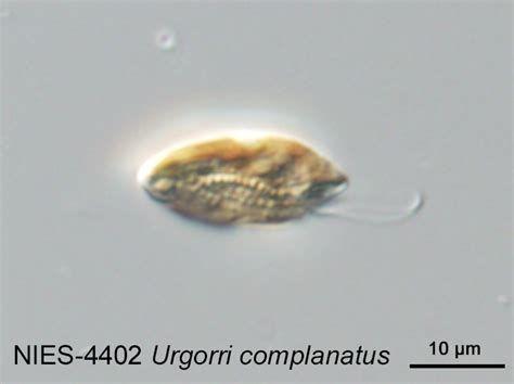 【古菌域全系列14】隐藻界Cryptista：隐于世间而影响世界 - 知乎