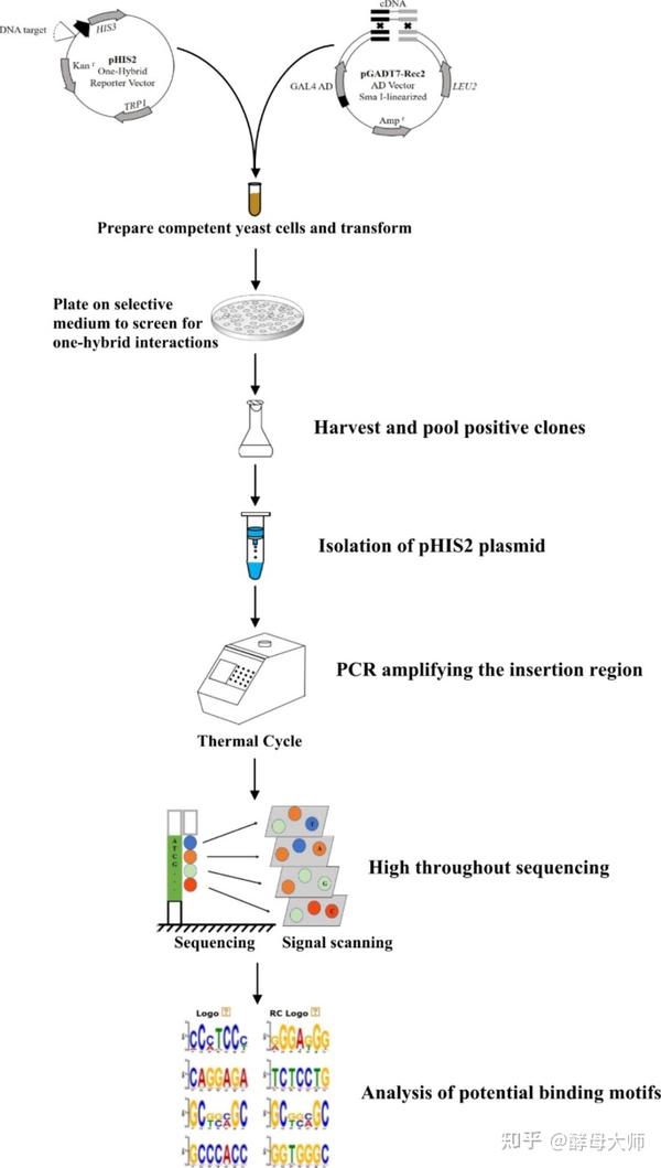 TF-centered Y1H实验技术：转录因子筛选结合motif元件, 让你的基因调控网络一目了然 - 知乎