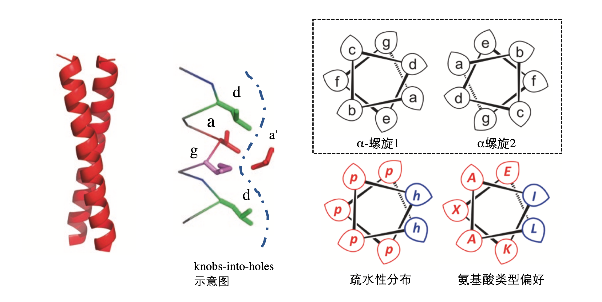 Rosetta BundleGridSampler: 参数化生成Coiled-Coil结构 - 知乎