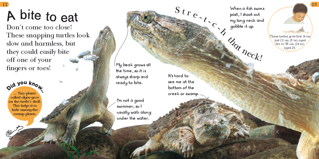 原版儿童科普英文读物 DK Look closer系列 - 知乎