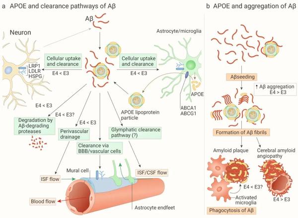 阿尔茨海默症“致病蛋白”APOE 新机制 | MedChemExpress - 知乎