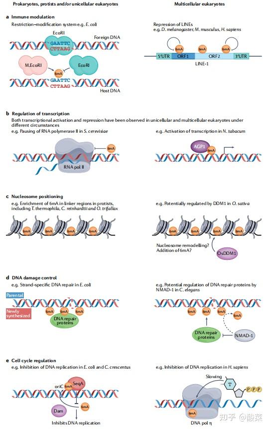 这篇来自59分Nautre子刊的重磅综述为你揭秘6mA的前世今生！ - 知乎