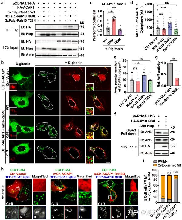 CMLS︱华中科技大学张蓉颖实验室揭示Rab10作为分子制动器调控M4 mAChR转运和信号的分子机制 - 知乎