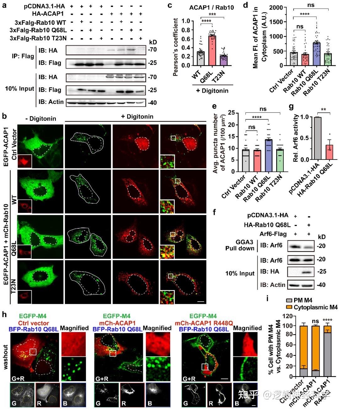 CMLS︱华中科技大学张蓉颖实验室揭示Rab10作为分子制动器调控M4 mAChR转运和信号的分子机制 - 知乎