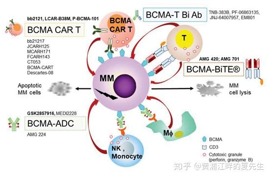 BCMA靶点与多发性骨髓瘤的治疗 - 知乎