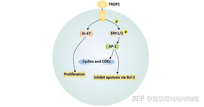 TROP-2靶点调研 - 知乎