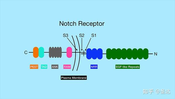 B细胞免疫反应中的Notch信号通路 - 知乎