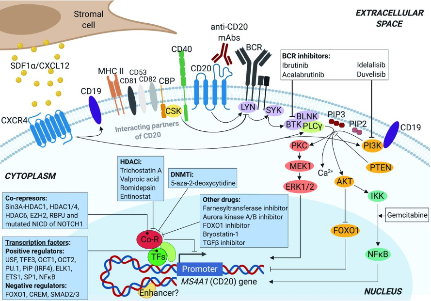 从CD20的调控和功能来看B细胞生物学和单克隆抗体靶向策略的“谜团” - 知乎
