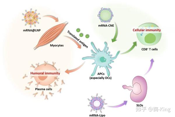 mRNA纳米颗粒的结构和生化特征决定了抗SARS-CoV-2的体液和细胞免疫反应 - 知乎