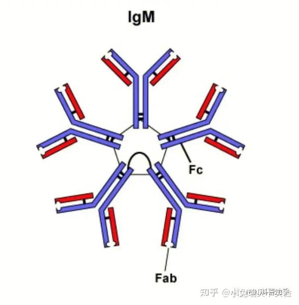 科普知识 | 一文了解IgM、IgG、IgA、IgE四种抗体 - 知乎