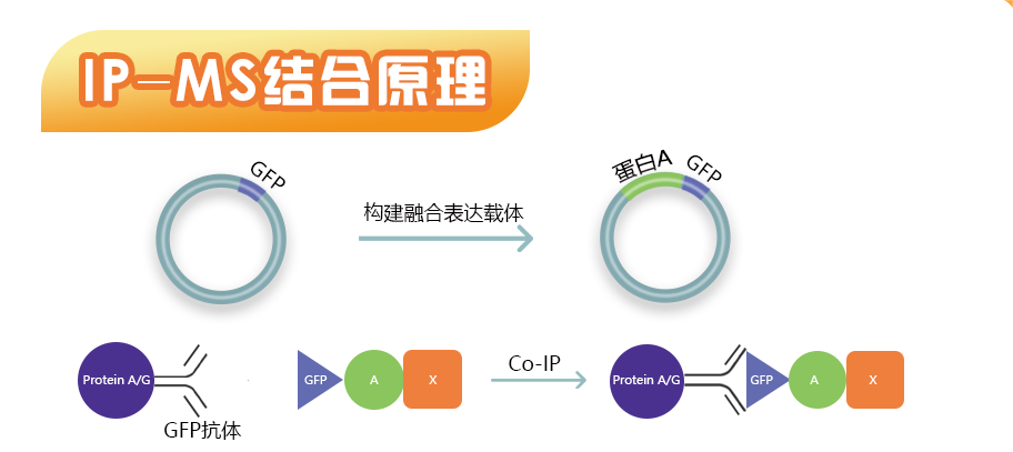 IP-MS实验详情及送样要求大揭秘 - 知乎