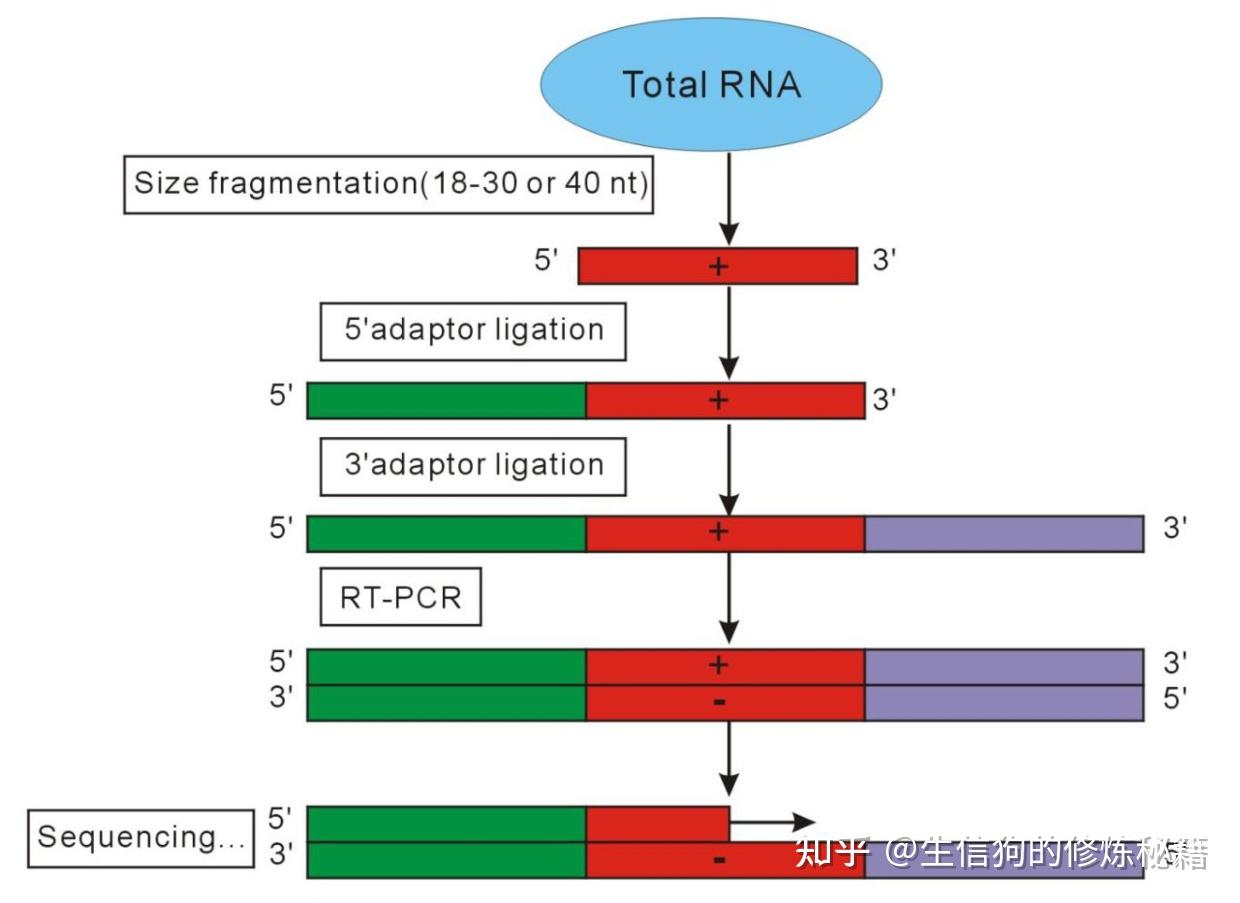 miRNA分析教程（一）基础知识 - 知乎
