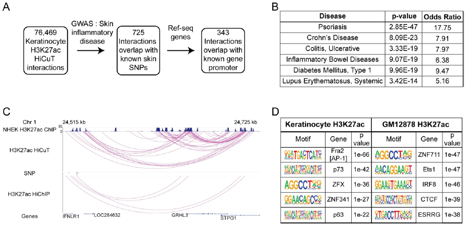 Hi-C 3.0融合CUT&Tag，表观新技术HiCUT上市！ - 知乎