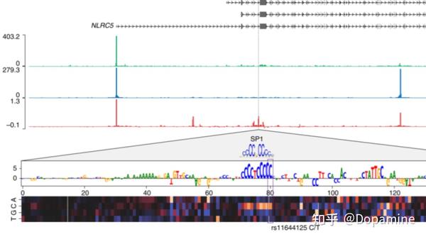 使用Enformer进行DNA表达调控预测 - 知乎