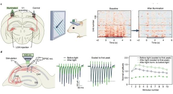 IF=28.77【文献解读】Nat Neurosci综述：突触前光遗传学工具概览 - 知乎