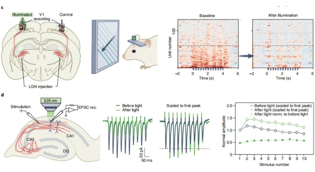 IF=28.77【文献解读】Nat Neurosci综述：突触前光遗传学工具概览 - 知乎