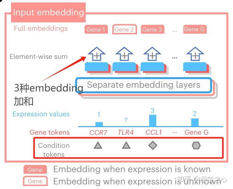 单细胞组学大模型（8）--- scGenePT，scGPT和GenePT的结合，实验数据和文本数据的交融模型 - 知乎