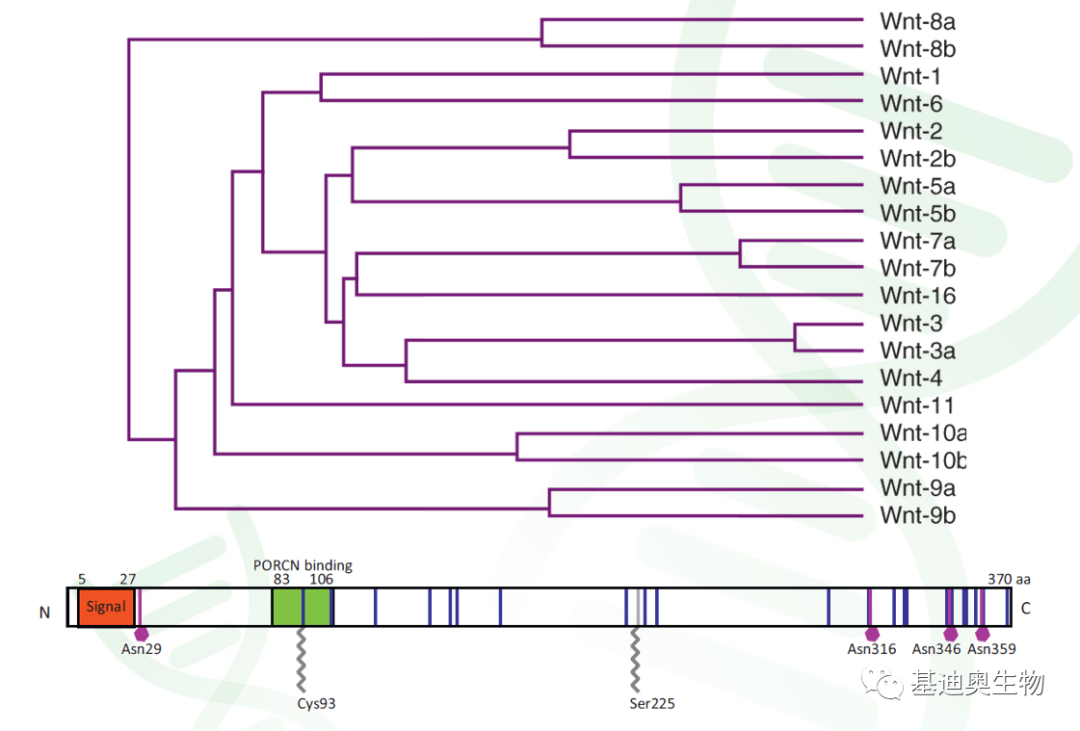 影响细胞分化的通路—Wnt信号传导通路（上） - 知乎