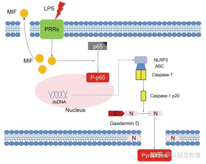 国自然常青树：巨噬细胞和炎性小体的最新研究思路分享，快来先睹为快吧！ - 知乎