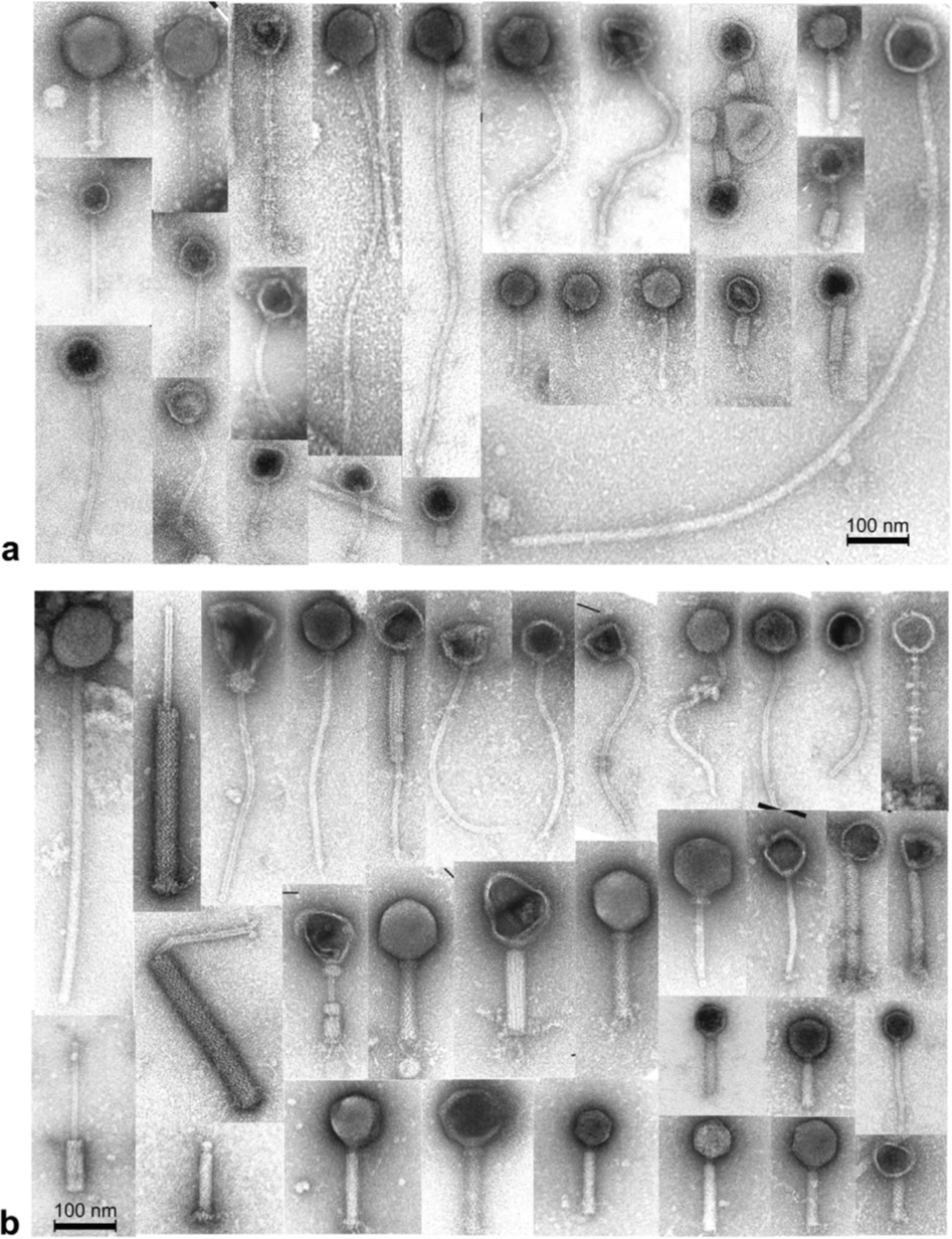 噬菌体的主要种类 - 上：有尾噬菌体和ssDNA噬菌体 - 知乎